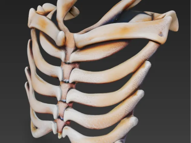 Rib Bones Cosplay by PROTOBIT MakerWorld: Download Free 3D Models