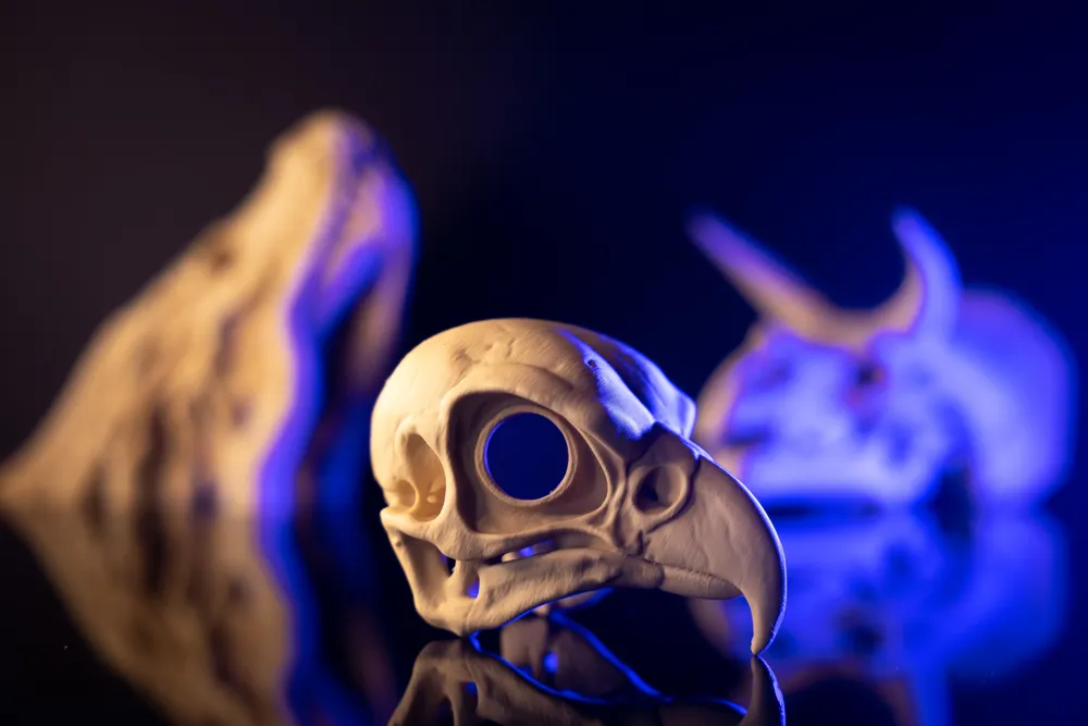 Falcon Skull Fossil - Free 3D Print Model - MakerWorld
