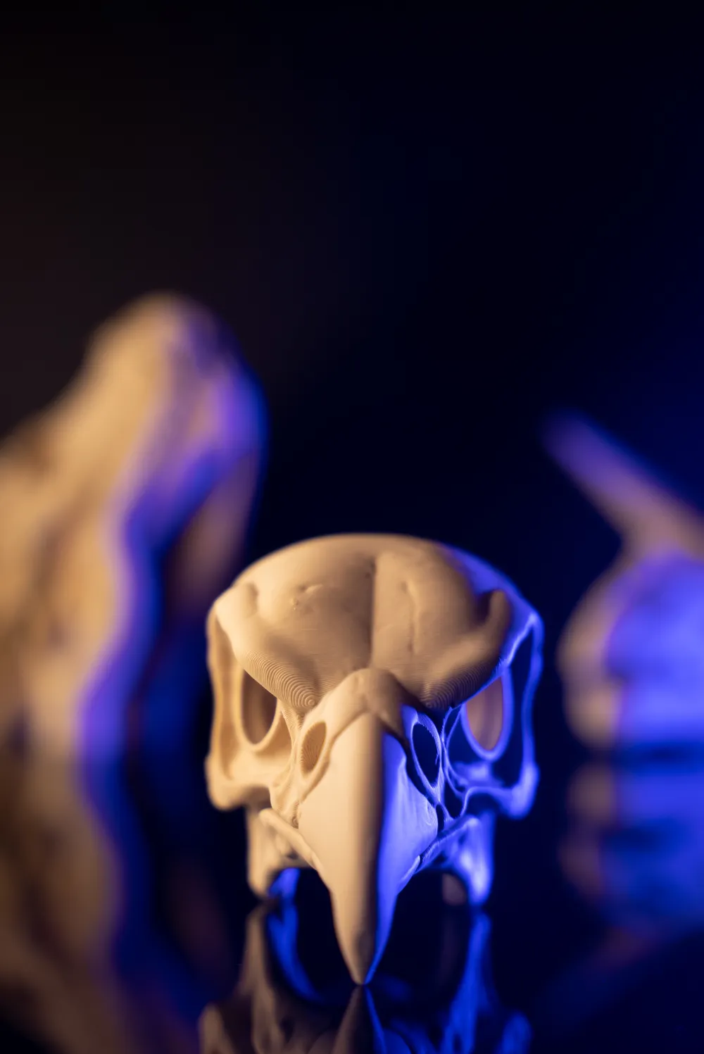 Falcon Skull Fossil - Free 3D Print Model - MakerWorld