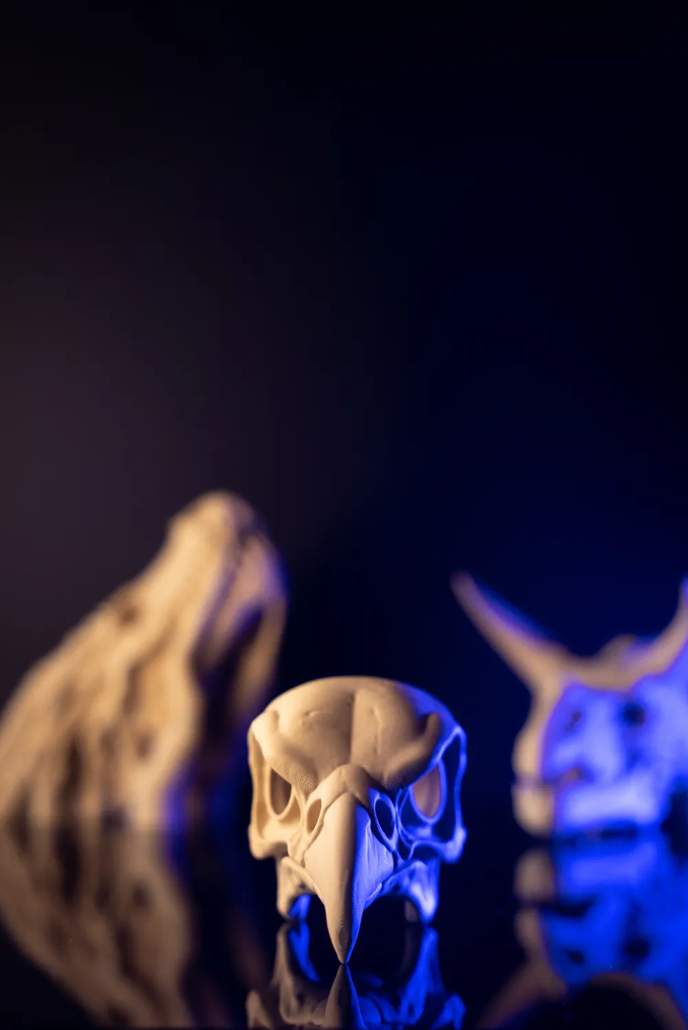 Falcon Skull Fossil - Free 3D Print Model - MakerWorld