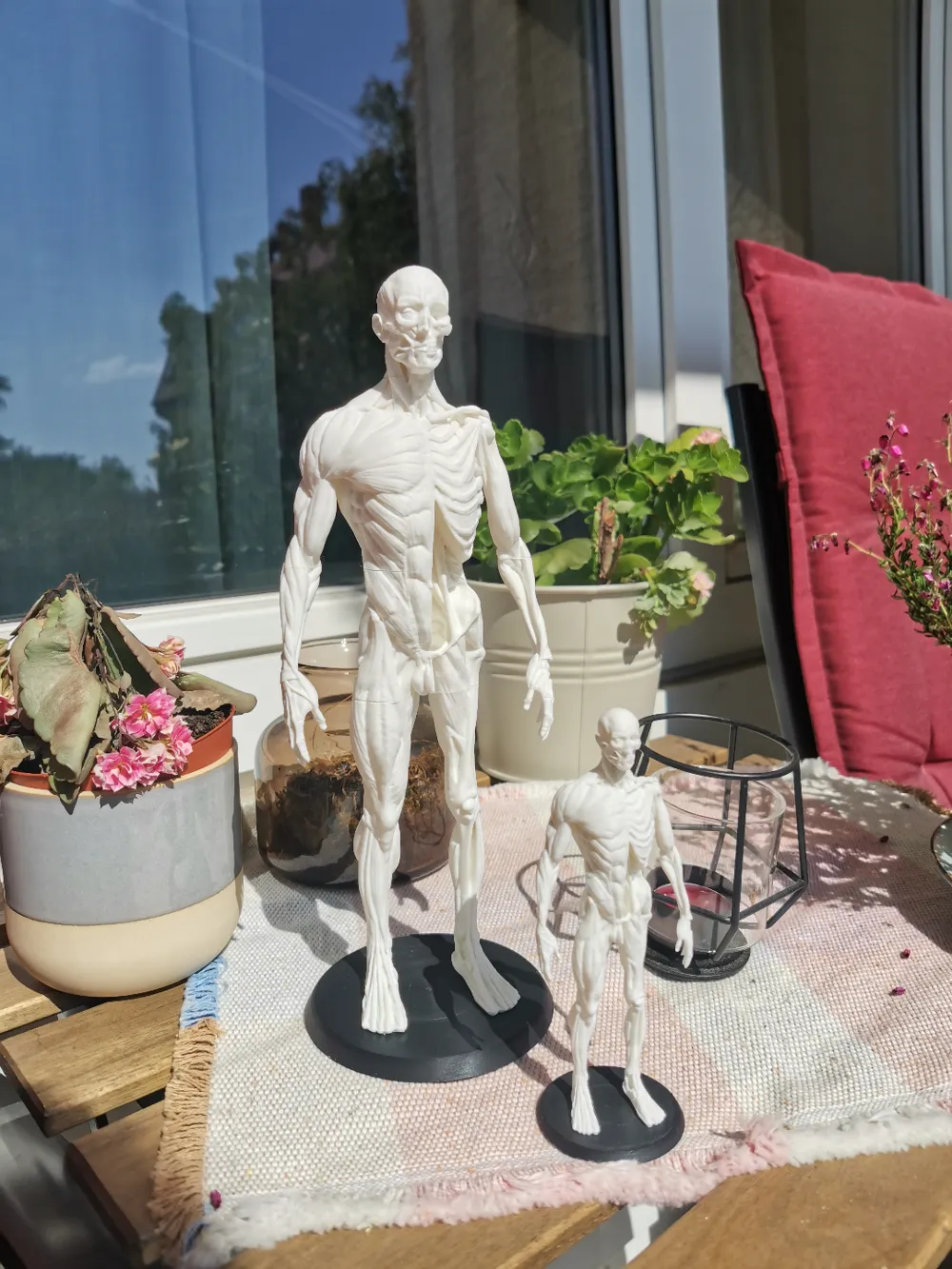 Ecorche (Easy Assembly) - Human Anatomy (12 cm) Remixed by xipit ...