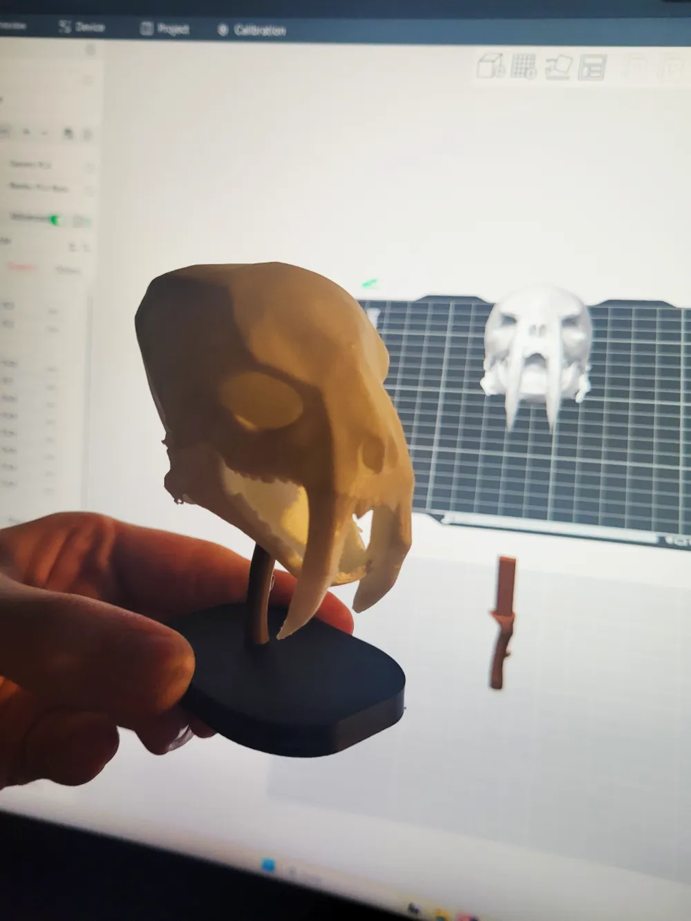 Sabertooth Skull Trophy (no glue, no AMS) by WoodquarterLabs - MakerWorld