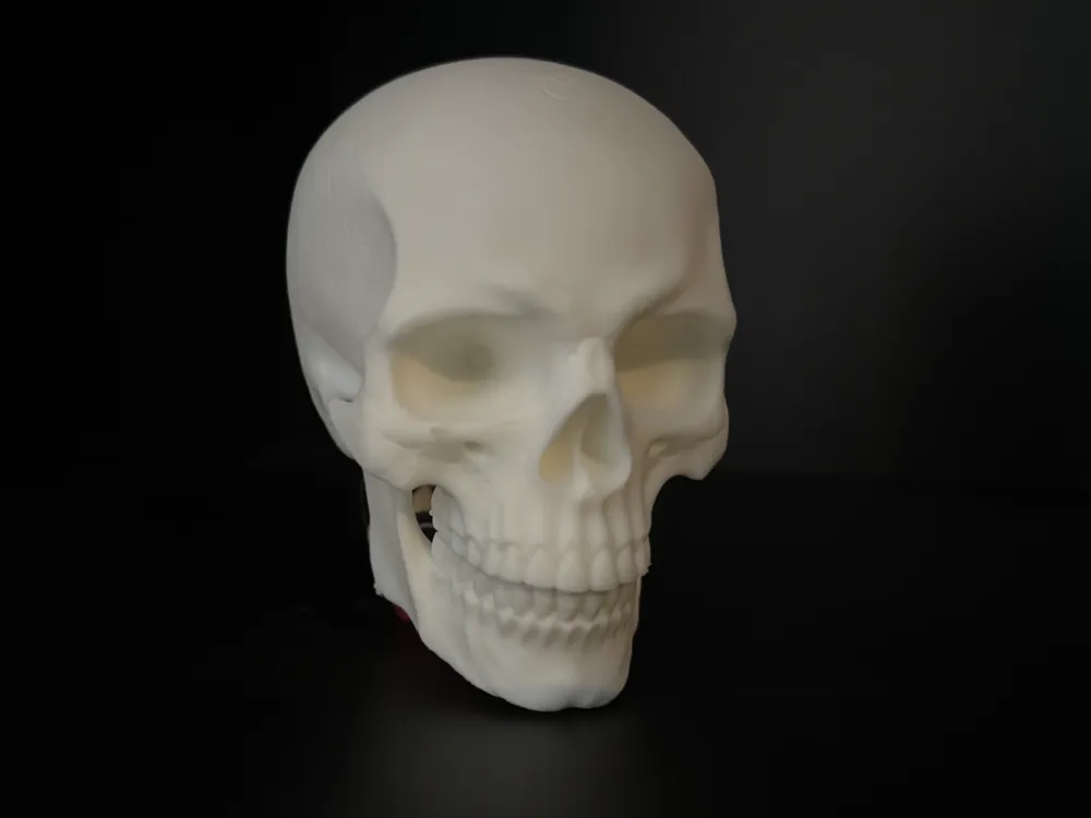 Human Skull - High detailed by Salewski3D MakerWorld: Download Free 3D Models