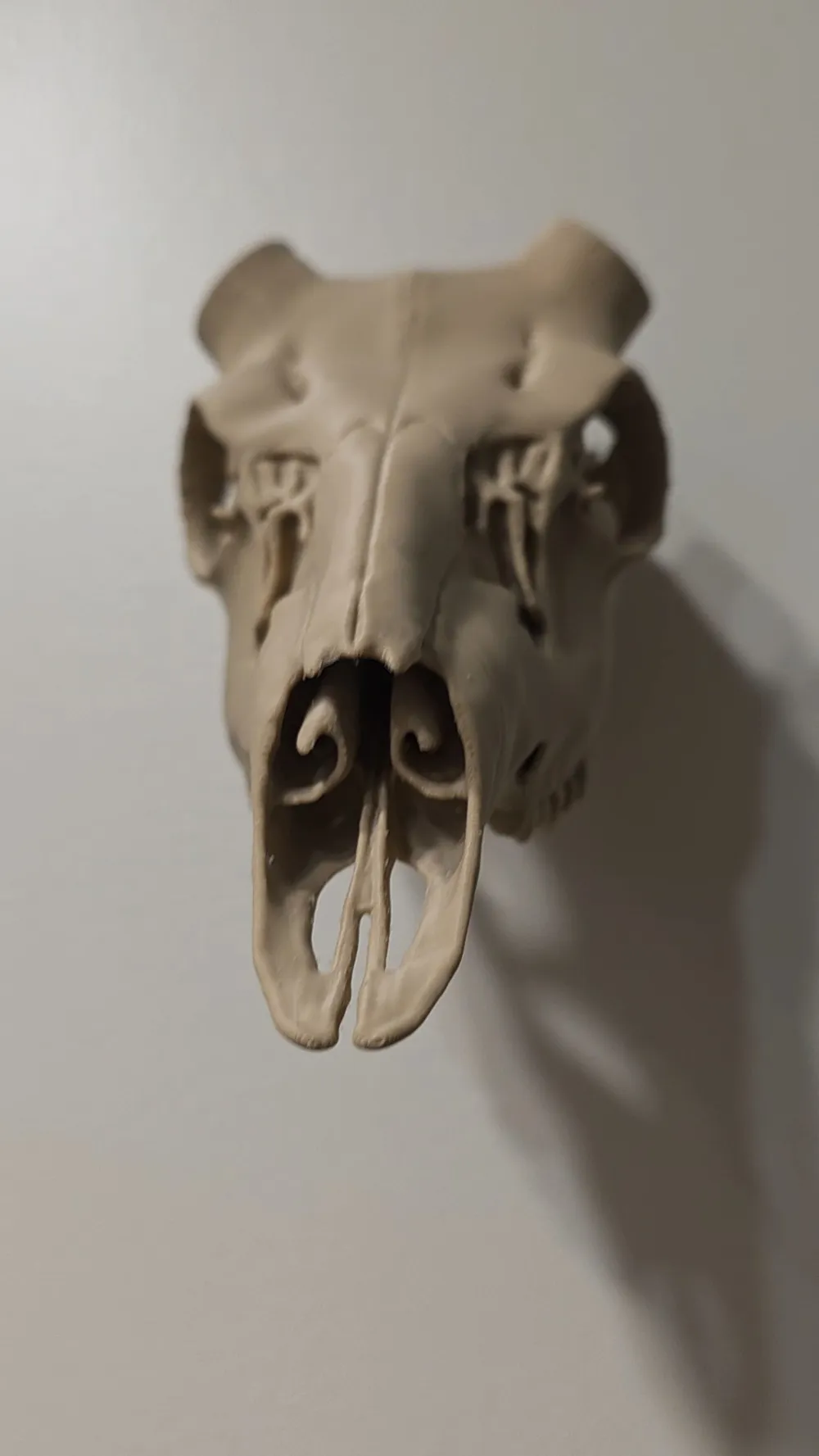 Blacktail Deer Skull BAS Skull - Free 3D Print Model - MakerWorld