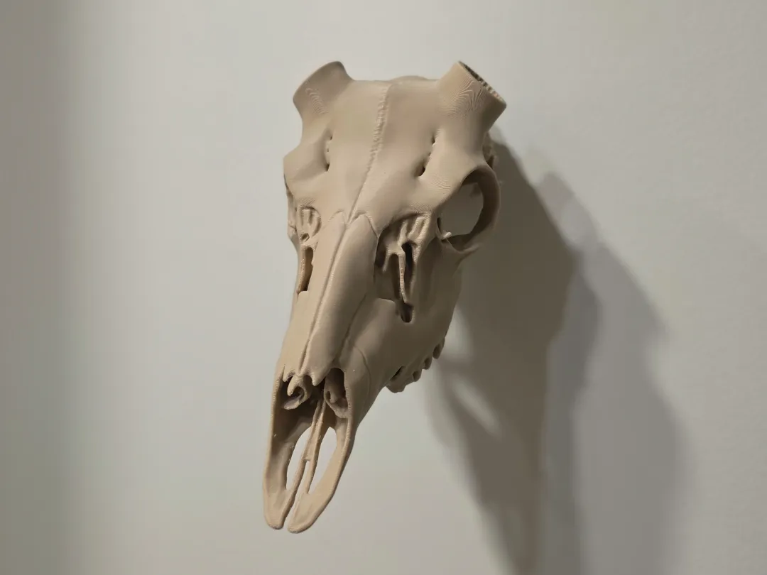Blacktail Deer Skull BAS Skull - Free 3D Print Model - MakerWorld