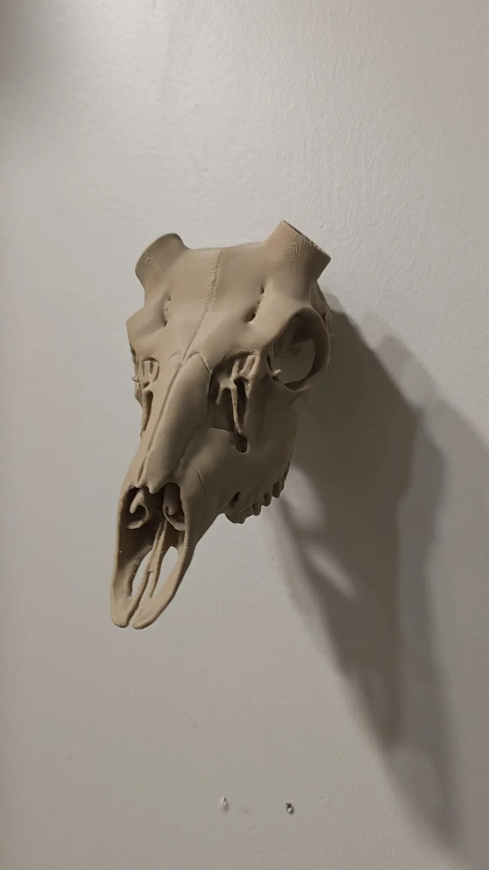 Blacktail Deer Skull BAS Skull - Free 3D Print Model - MakerWorld