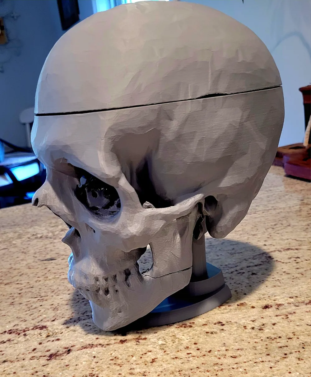 Anatomical Skull model with optional stand by DixonDesigns - MakerWorld