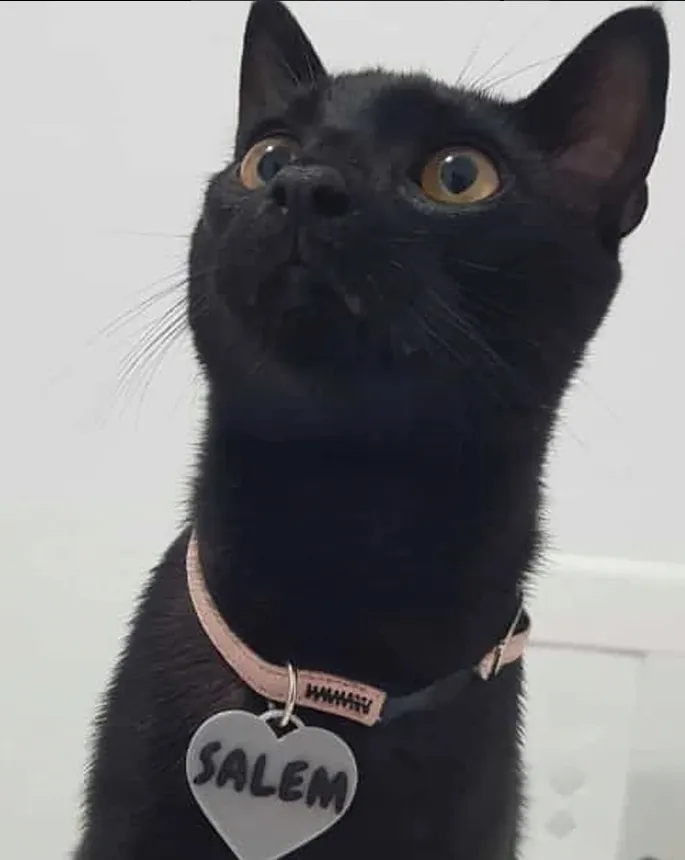 Pet tag by despacho3d - MakerWorld