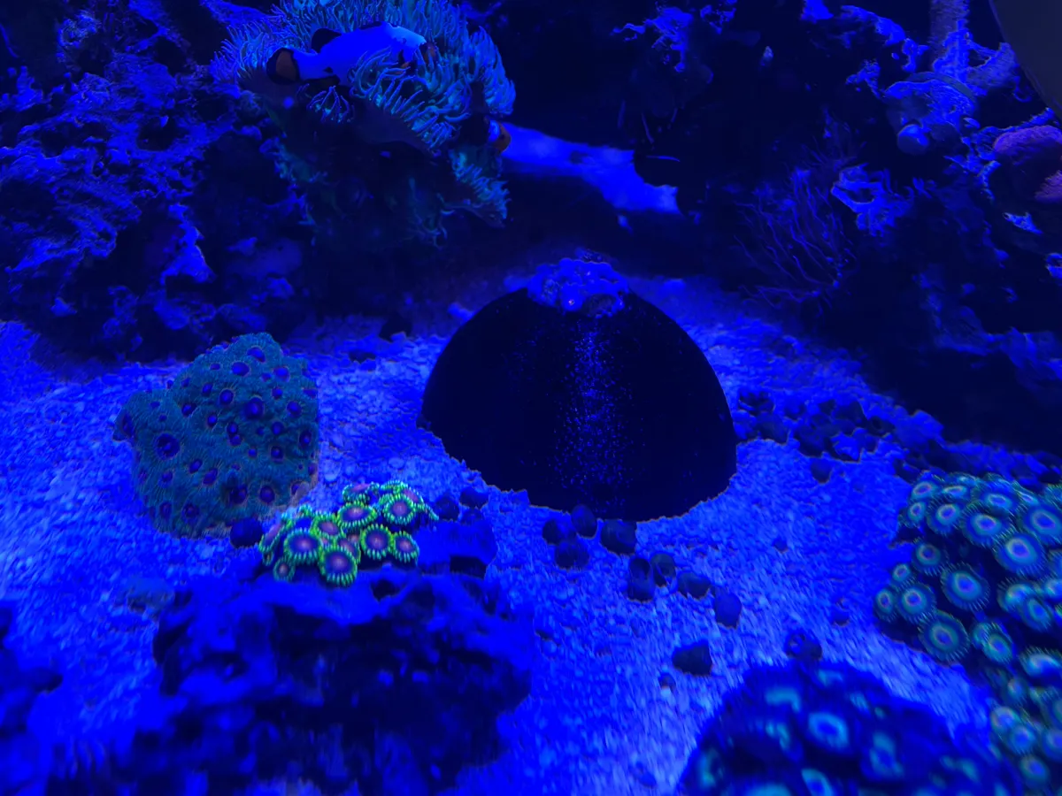 Zoanthus Coral Frag Dome by gulios MakerWorld: Download Free 3D Models