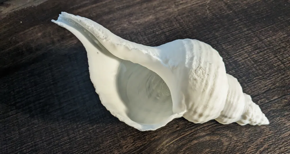 Sea Shell 3D scan by Just_Josh MakerWorld: Download Free 3D Models