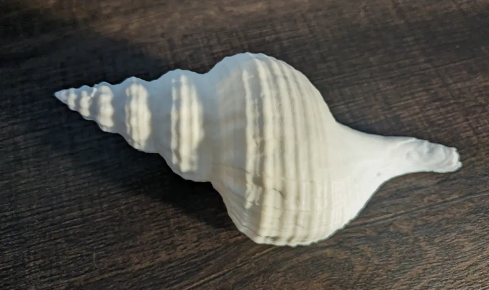 Sea Shell 3D scan by Just_Josh MakerWorld: Download Free 3D Models