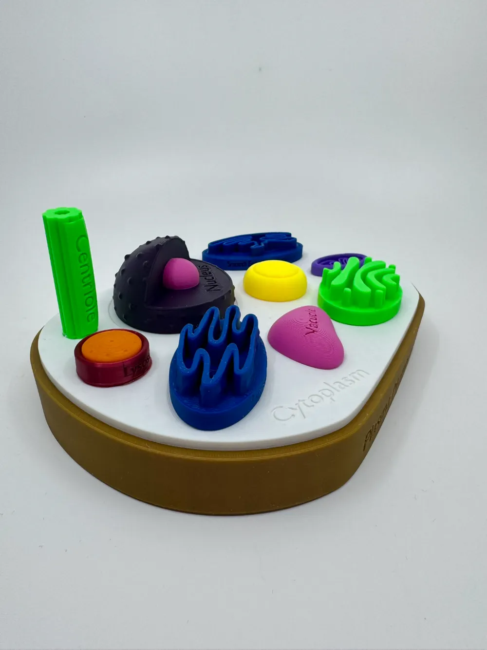 Animal Cell Model w/ labels by Polymaker Education - MakerWorld