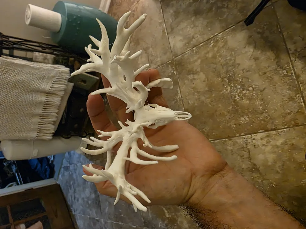 "Stud" Whitetail Deer Euro Mount Skull by DTM247 MakerWorld: Download ...