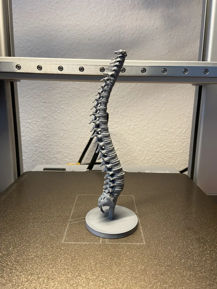 Realistic Human Spine Model - Free 3D Print Model - MakerWorld