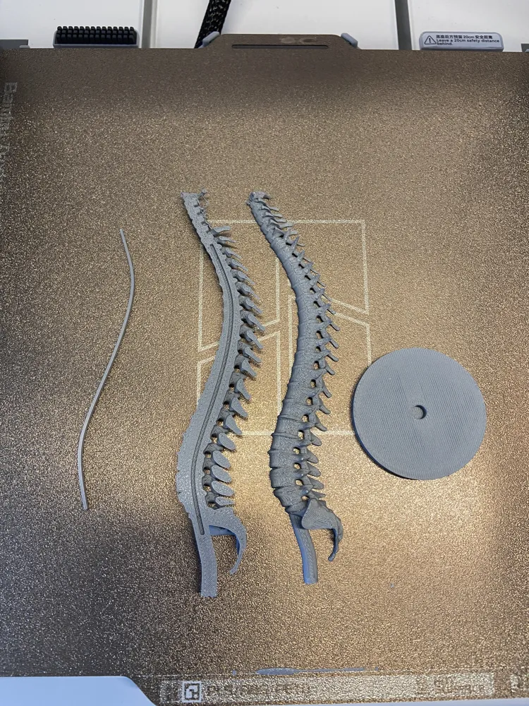 Realistic Human Spine Model - Free 3D Print Model - MakerWorld