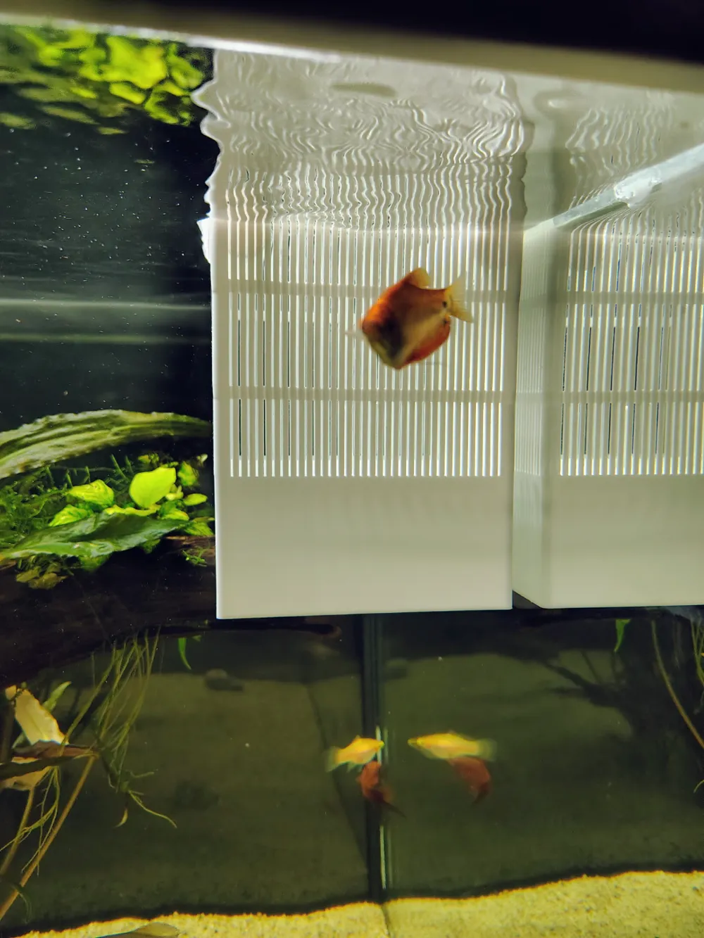 Floating breeding box for fish tank /aquarium by szczudlo robi - MakerWorld