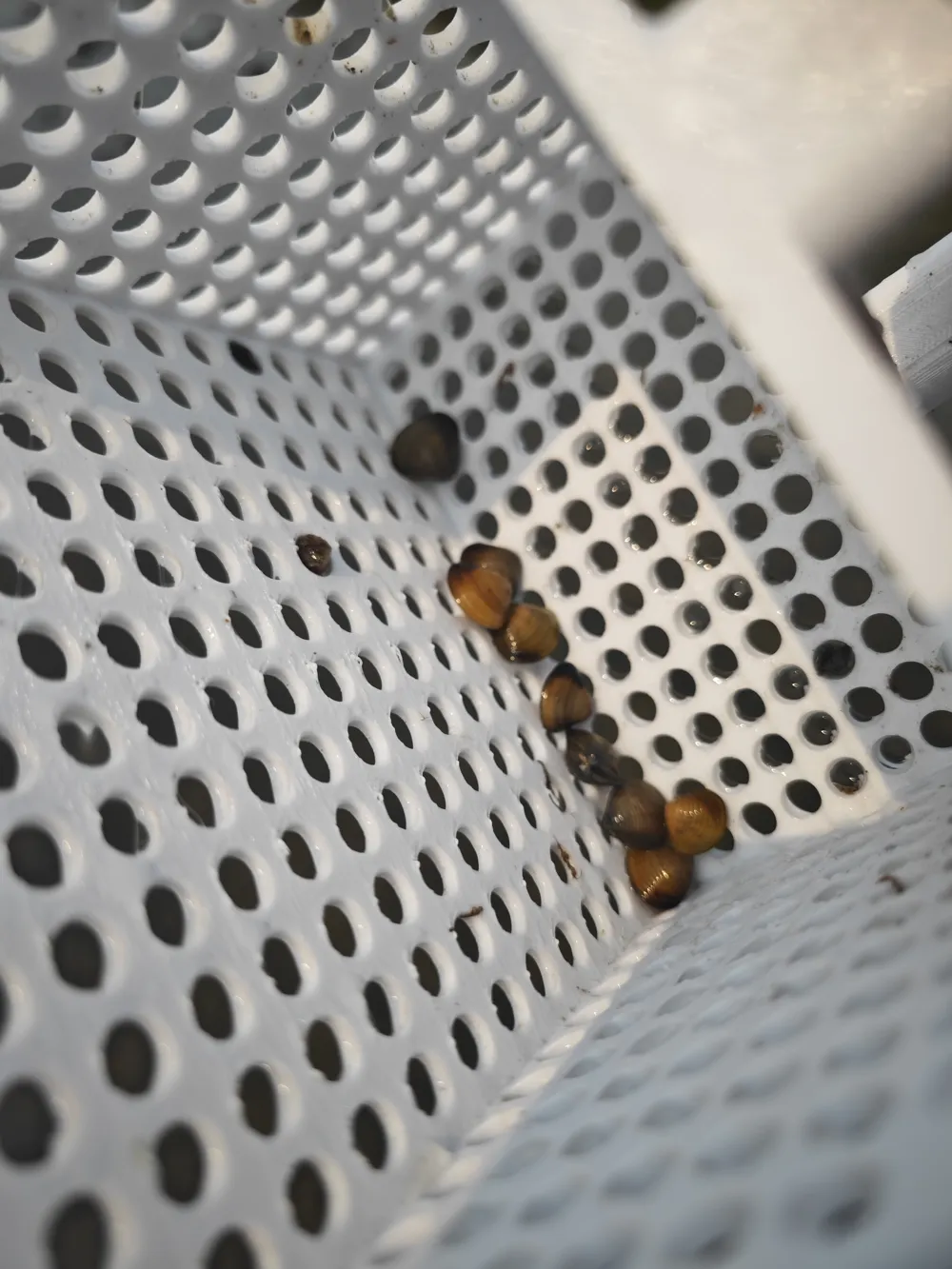 Specialized shovel for digging Yellow sand clams and cockles by 波波妞国际版 ...