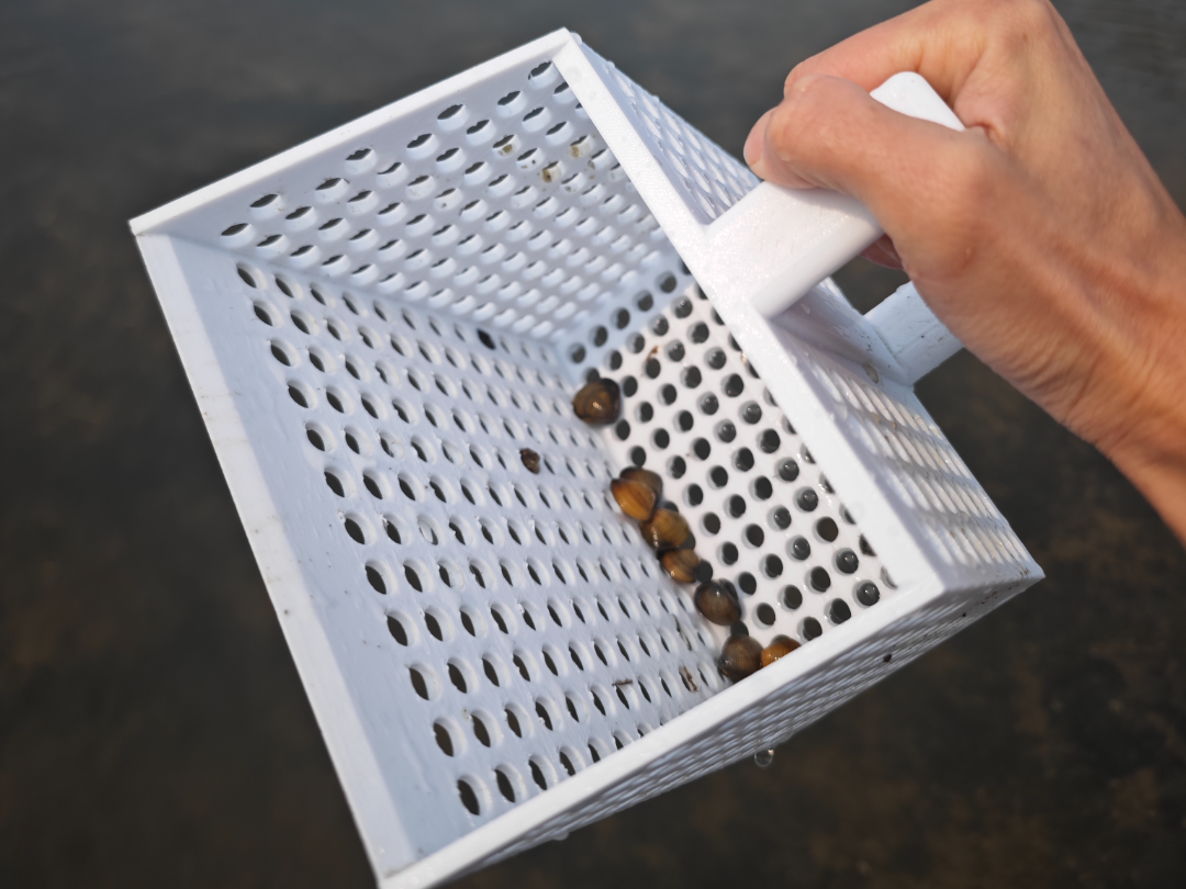 Specialized shovel for digging Yellow sand clams and cockles by 波波妞国际版 ...