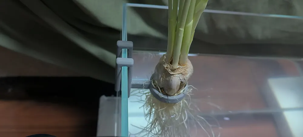 Aquarium Garlic Sprouting Stand - Free 3D Print Model - MakerWorld