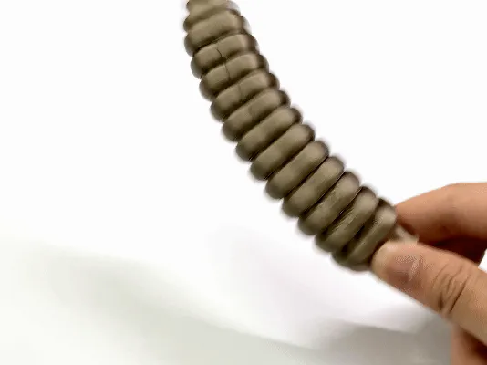 A rattling Rattle tail of the Rattlesnake - Free 3D Print Model ...