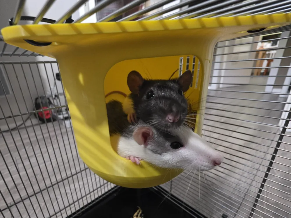 House for rats by Fixel Lab MakerWorld: Download Free 3D Models