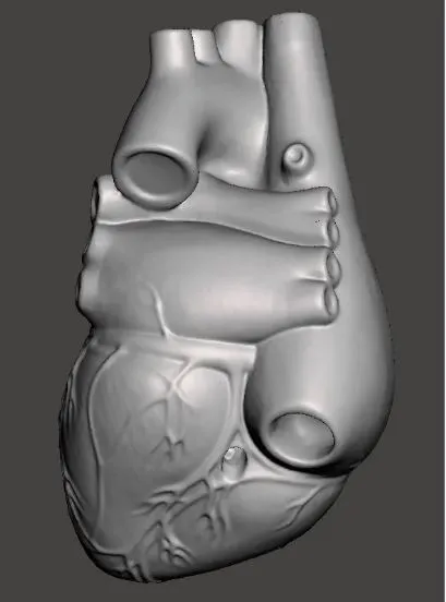 2-Part Anatomically Accurate Heart Medical Model by Timberlake ...